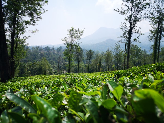 Mysore to Wayanad One Day Trip By Car | mysoreadda.com